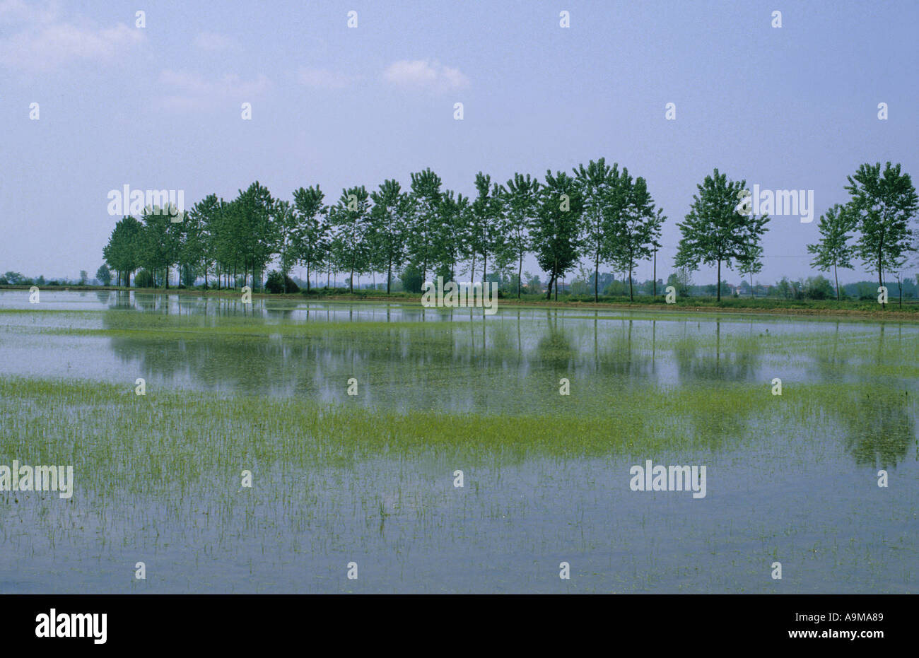 rice field irrigate with a row of elm trees i th plain of th River Po ...