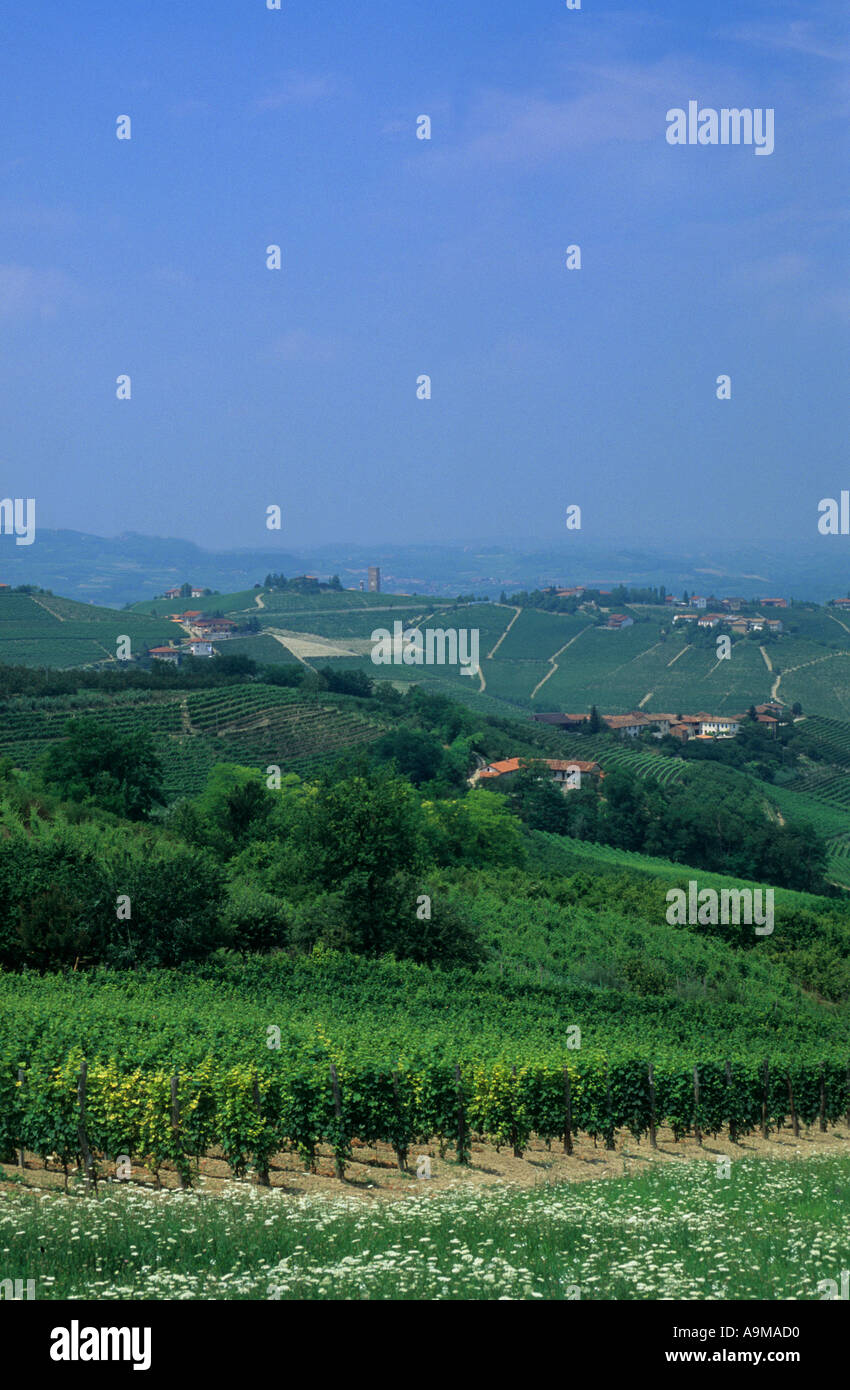 scenery with green hills a vineyards of th wine region Langhe betw th ...