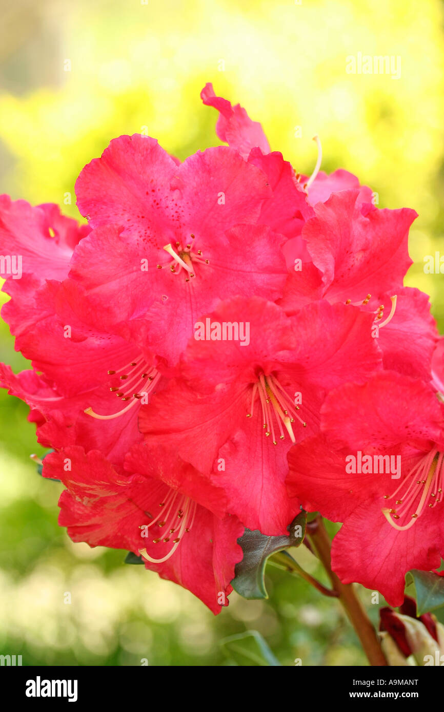 Azalea Rhododendron sp Stock Photo - Alamy