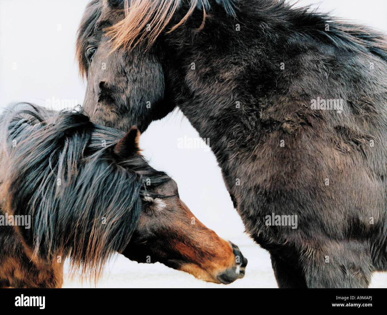 Ferociously hi-res stock photography and images - Alamy