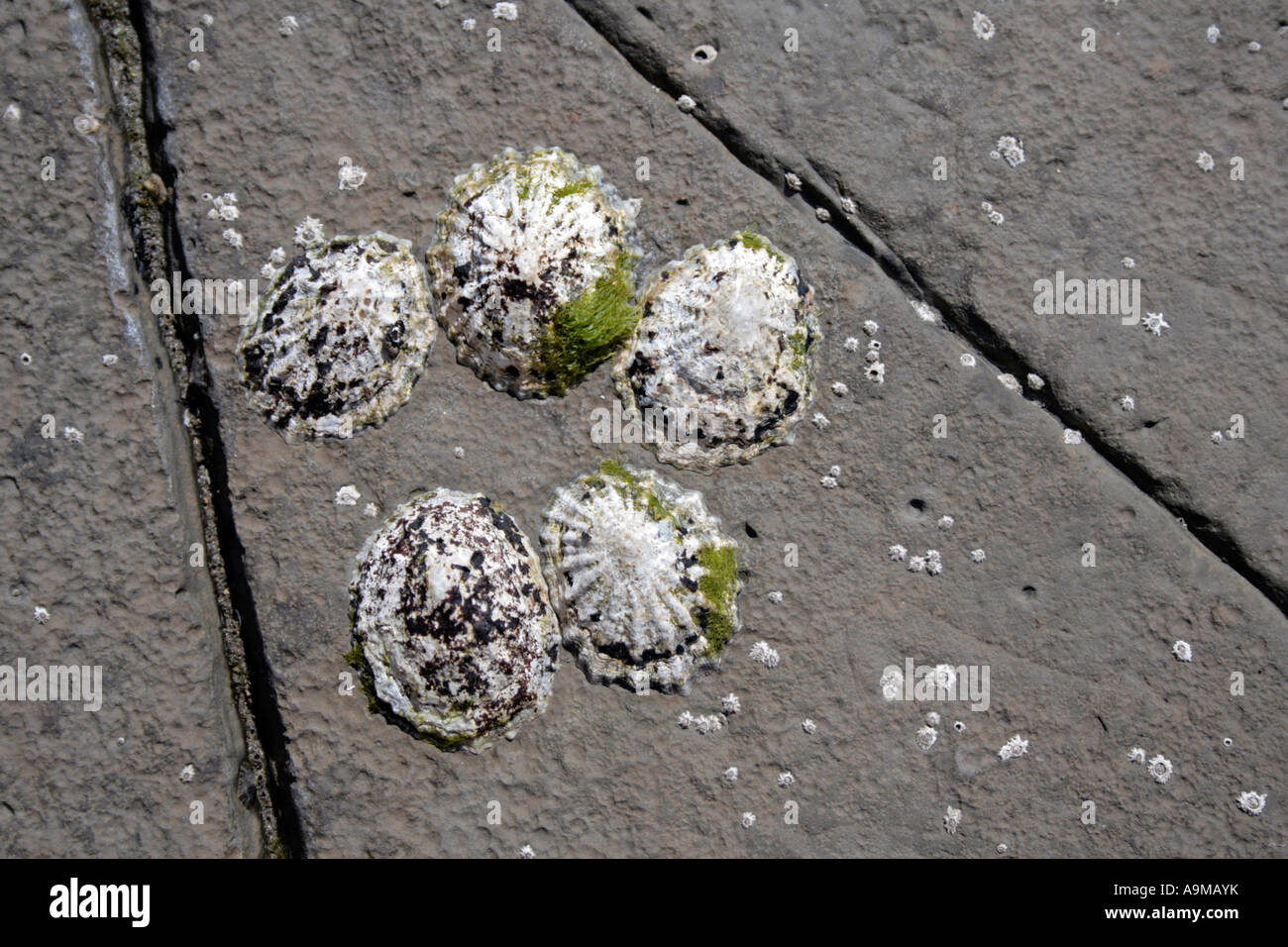 Limpet rocky shore hi-res stock photography and images - Alamy