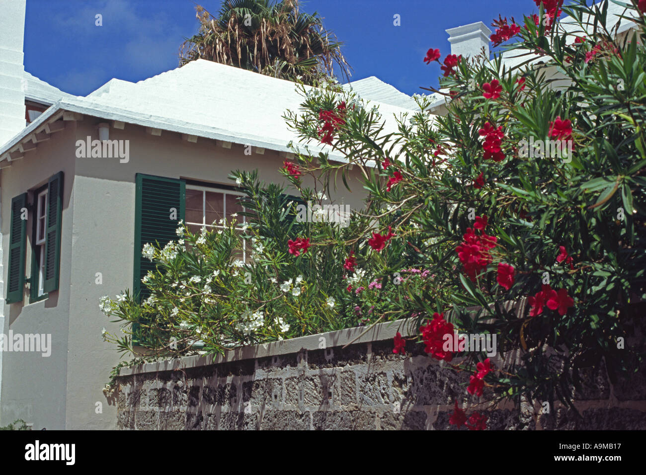 Flowers growing in St Georges Bermuda Stock Photo - Alamy