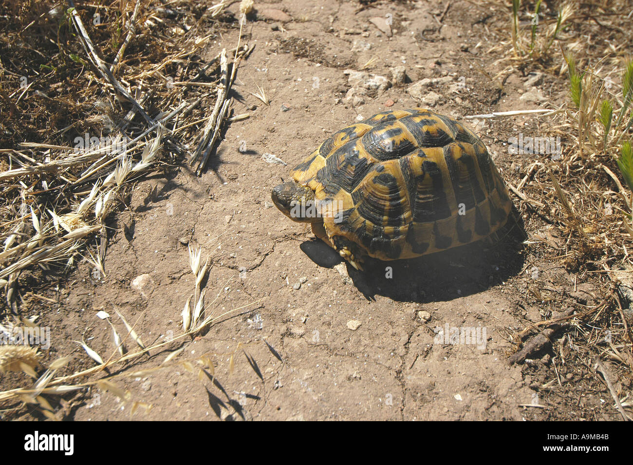 Tortoise running hi-res stock photography and images - Alamy