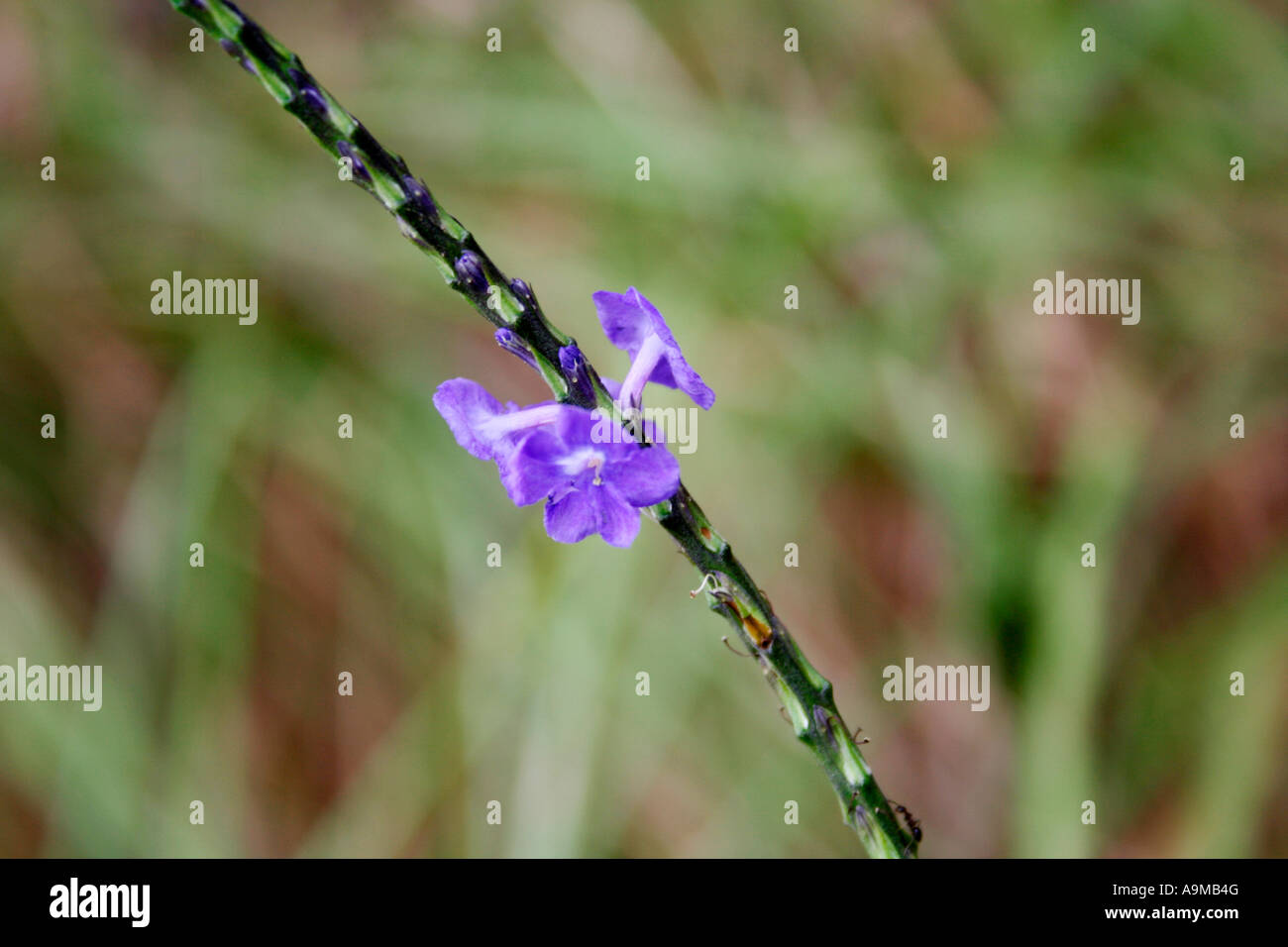 small purple flower Stock Photo - Alamy