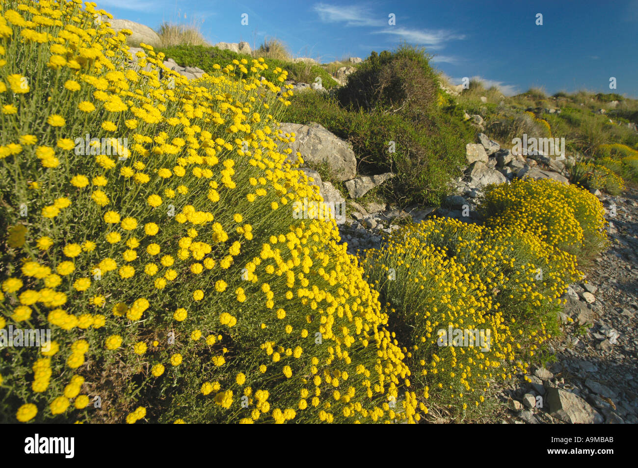 Mediterranen plant hi-res stock photography and images - Alamy