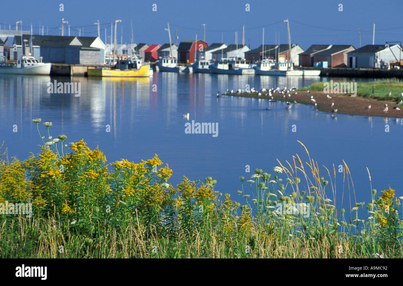 Tignish hi-res stock photography and images - Alamy