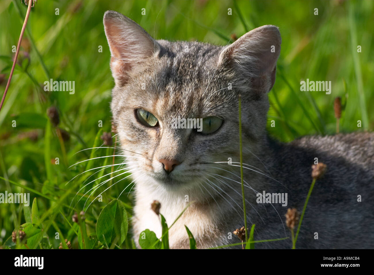 cat in meadow Stock Photo - Alamy
