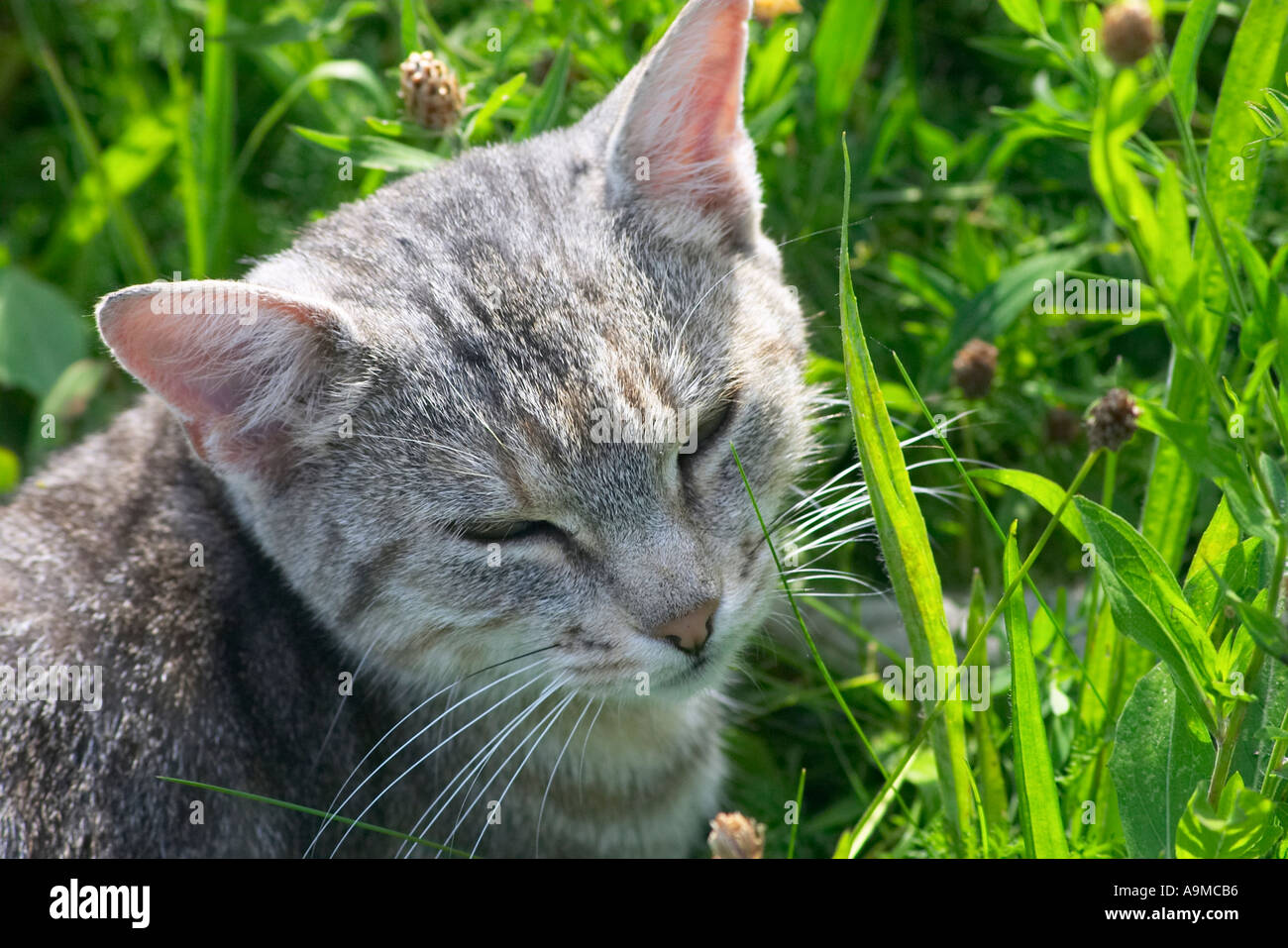 Mammals in the meadow hi-res stock photography and images - Alamy