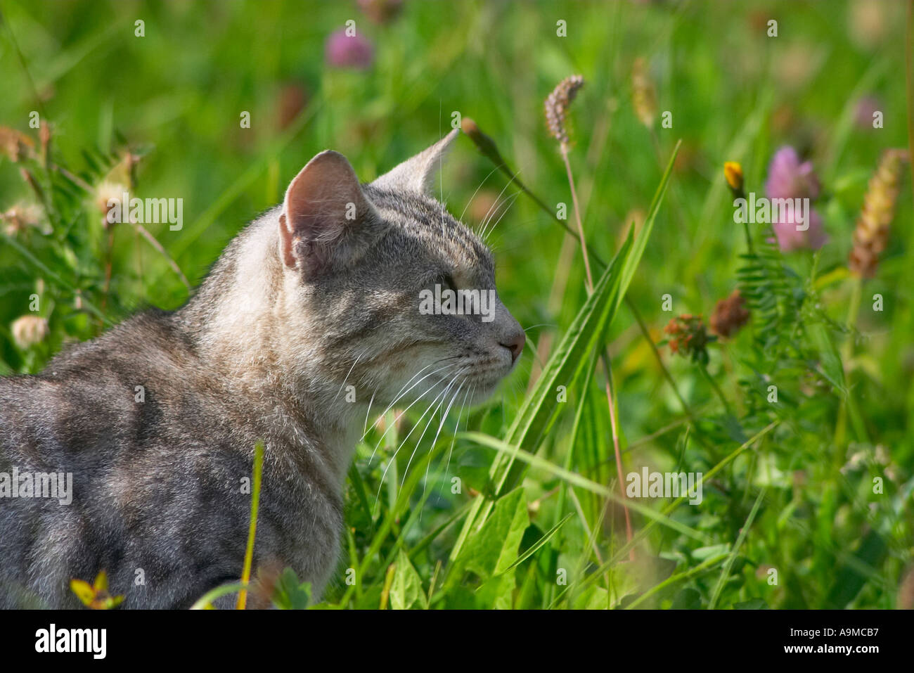 cat in meadow Stock Photo - Alamy
