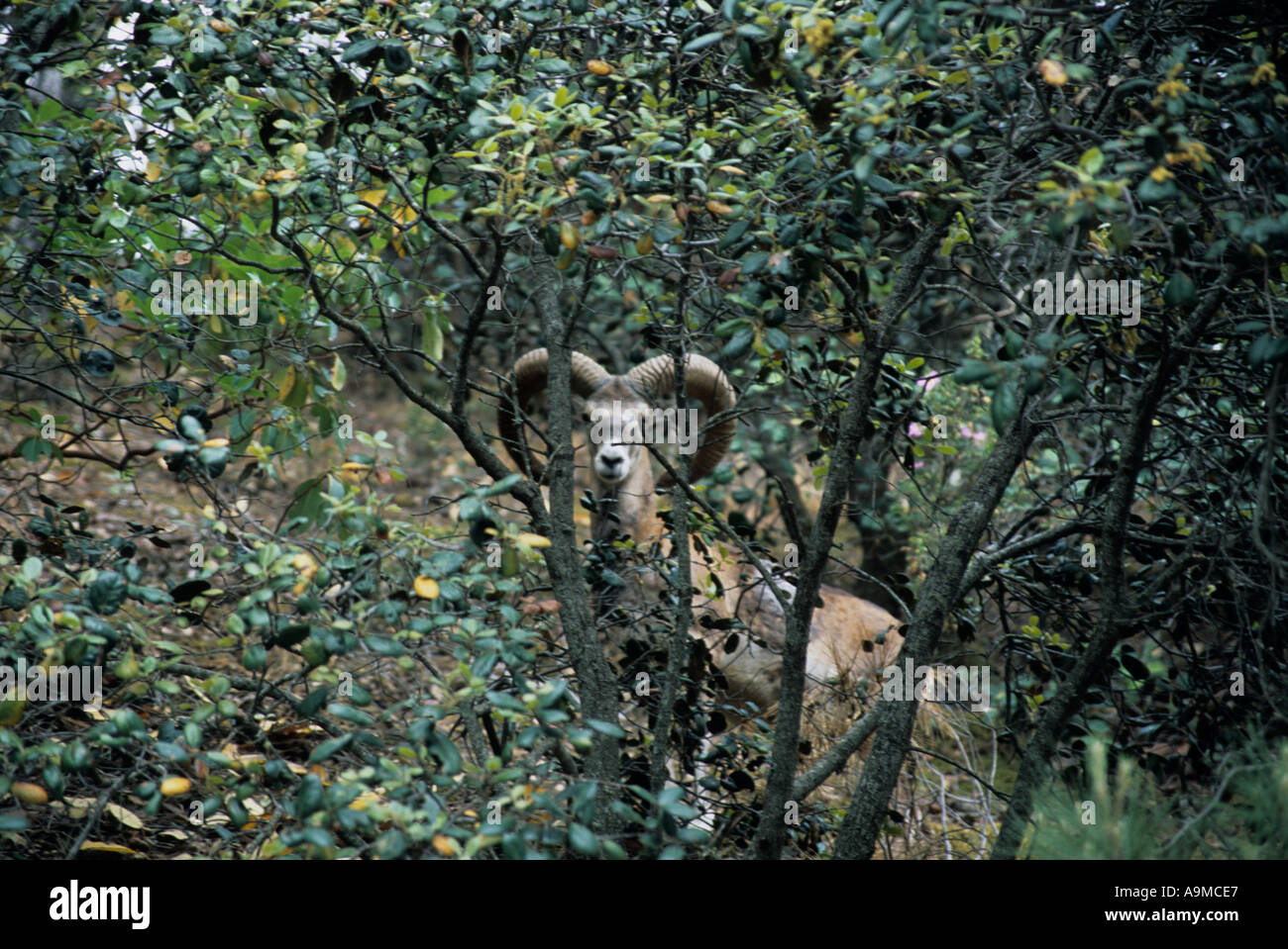 A Mouflon sheep hiding in under growth in the Troodos Mountains, Cyprus ...