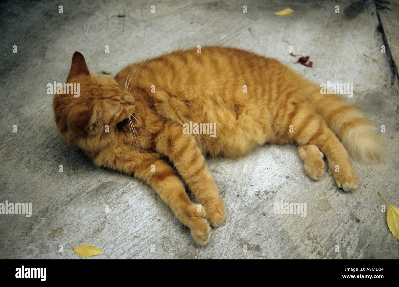 Whitehead street hi-res stock photography and images - Alamy