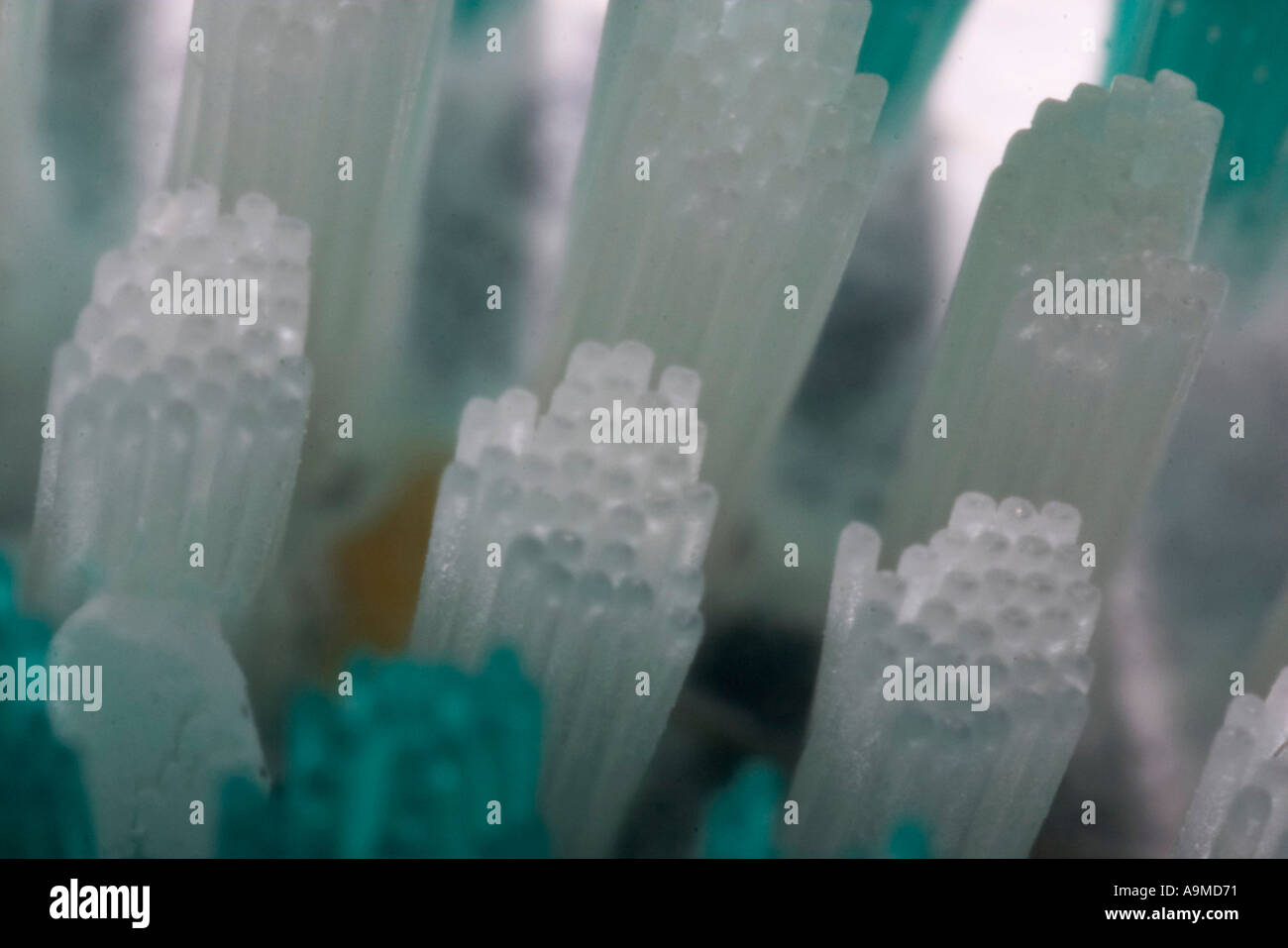 Bristle detail hi-res stock photography and images - Alamy
