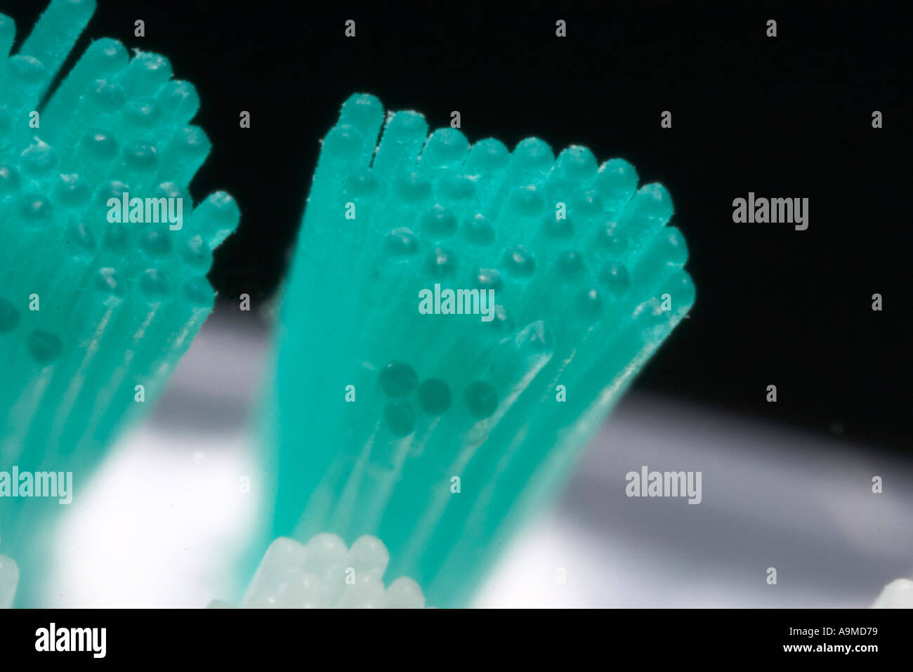 Bristle detail hi-res stock photography and images - Alamy
