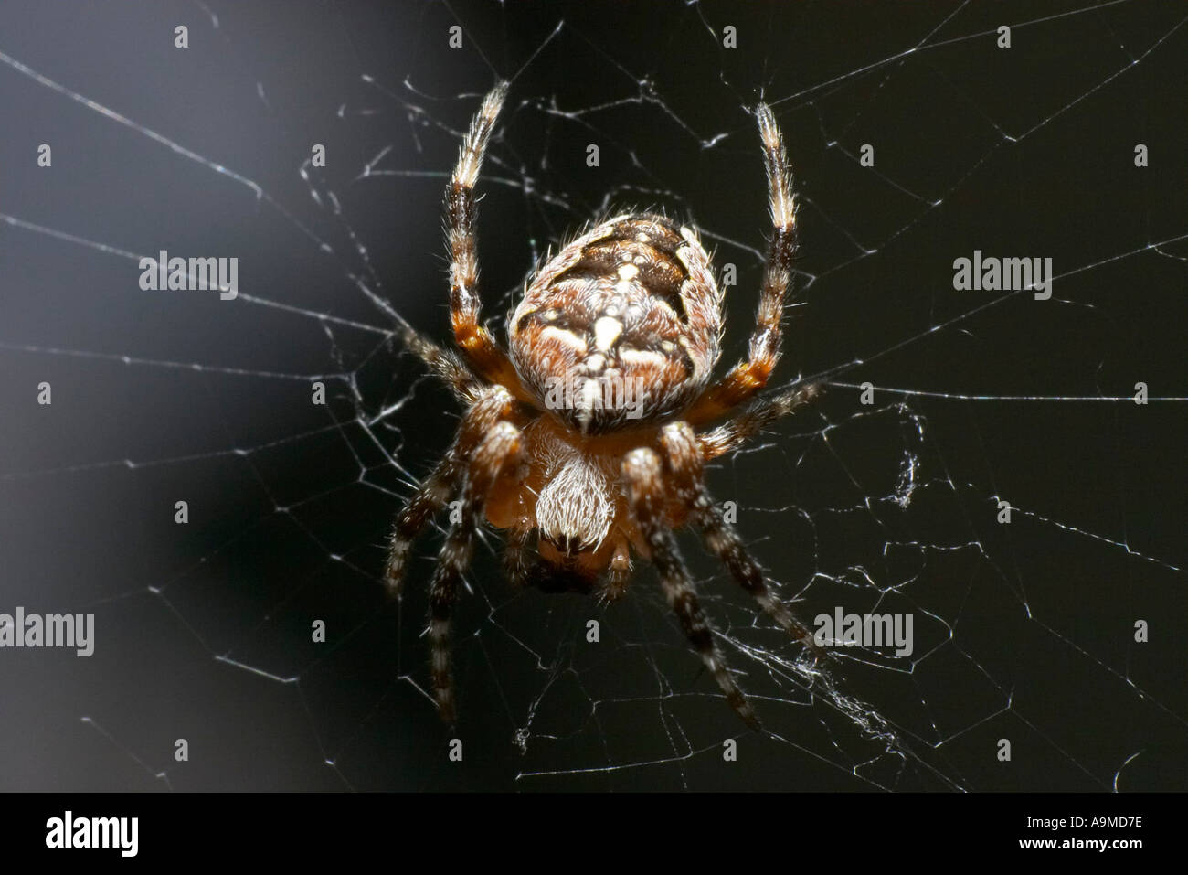 Cobwebs spider in garden hi-res stock photography and images - Alamy