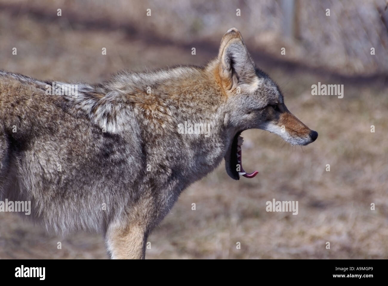 Yawning coyote hi-res stock photography and images - Alamy