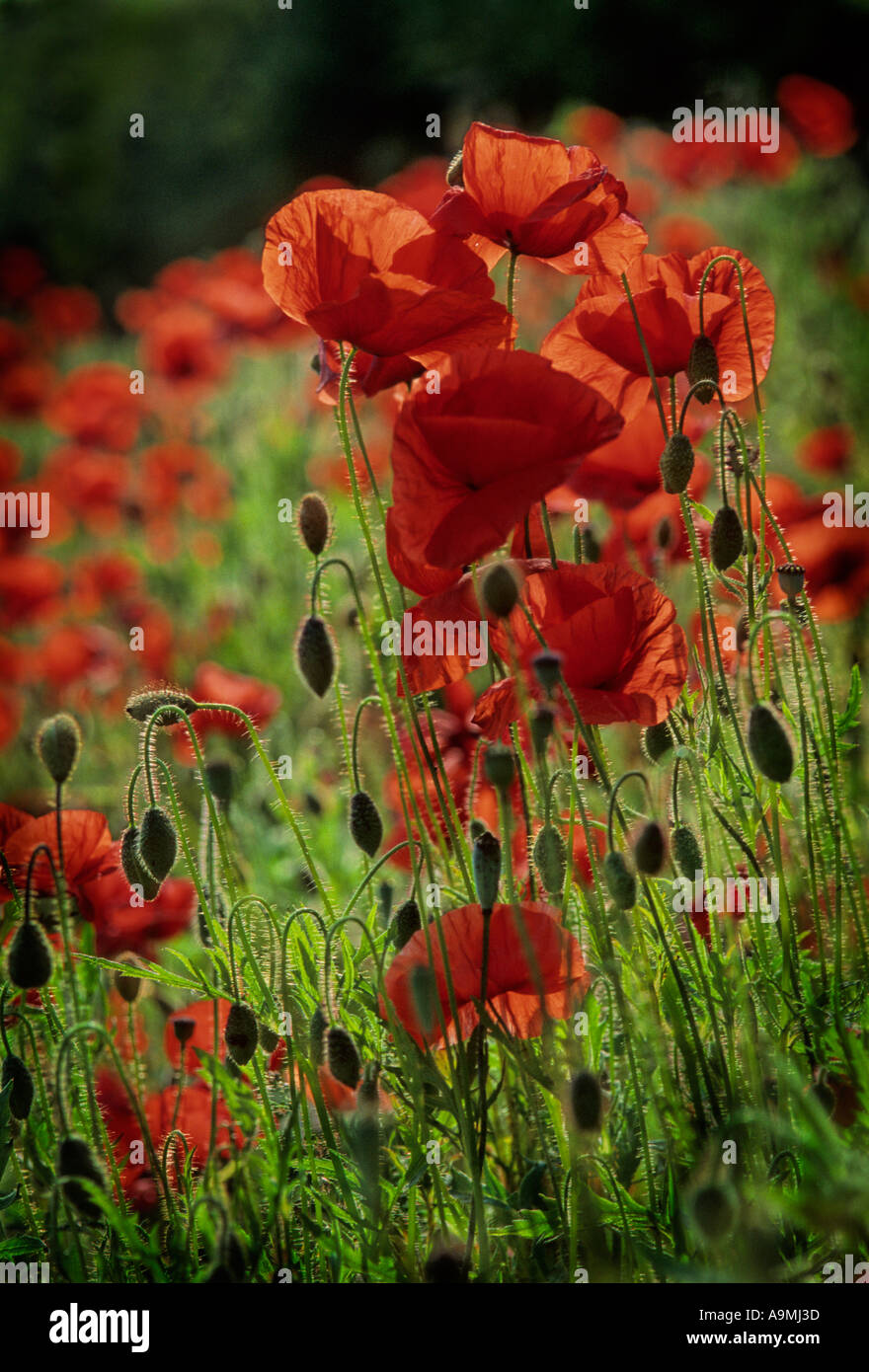 Wild poppies in countryside hi-res stock photography and images - Alamy