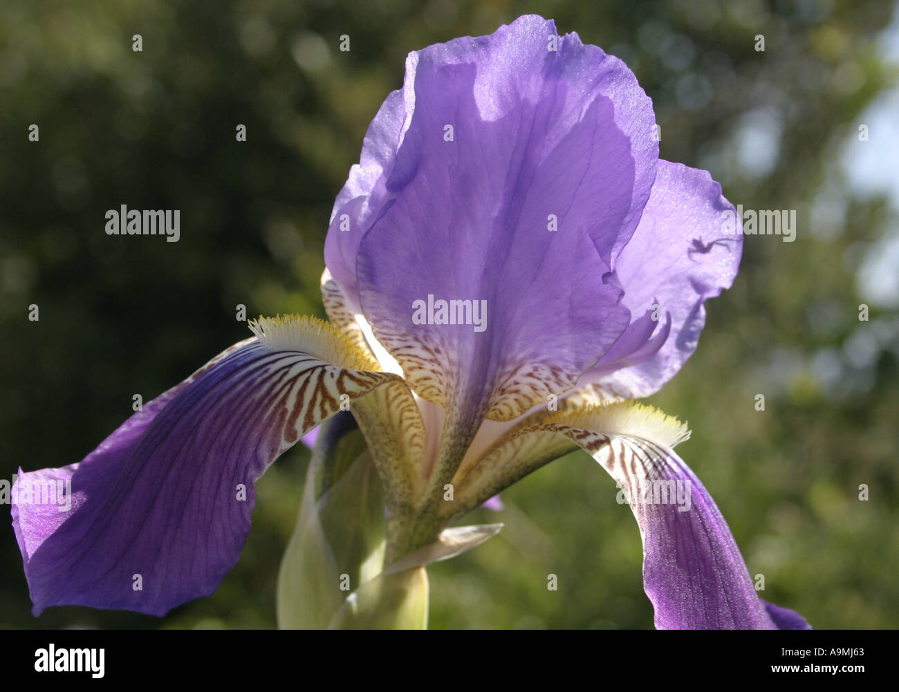 Spider on iris Stock Photo - Alamy