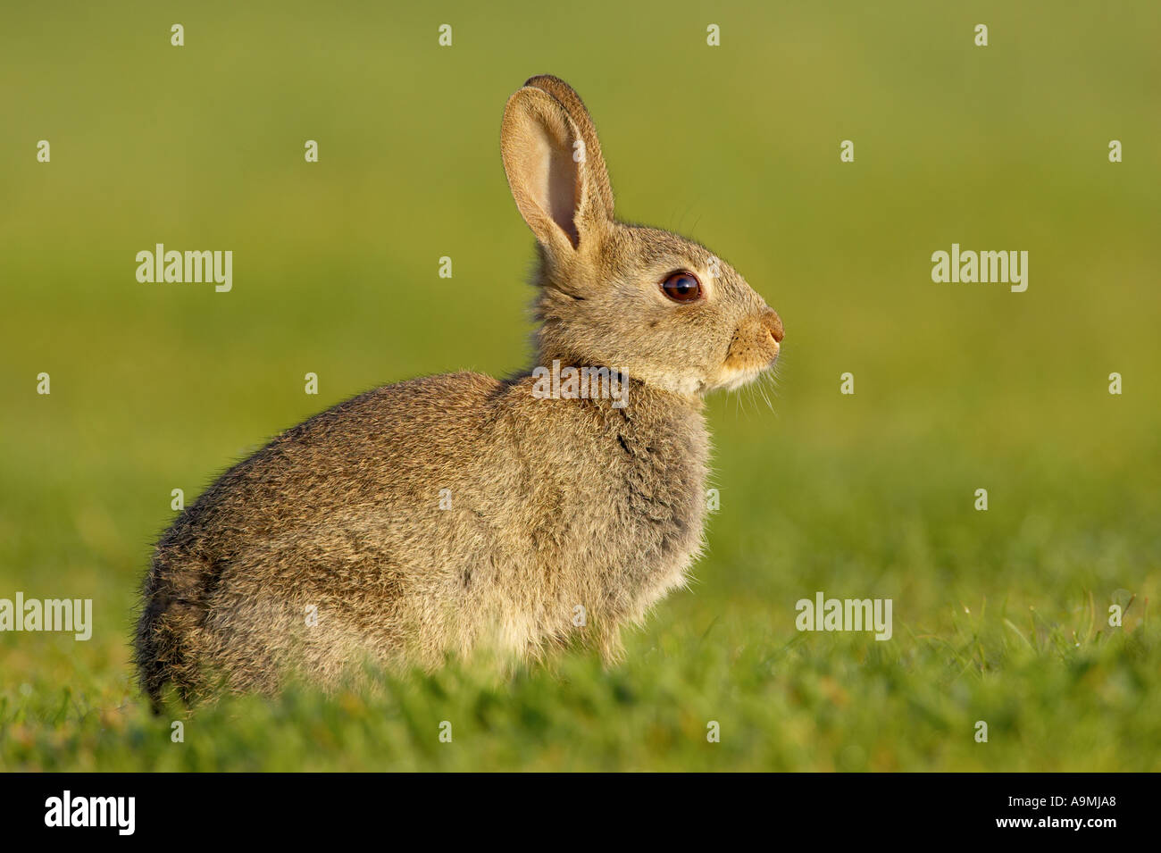 Lepus Curpaeums High Resolution Stock Photography and Images - Alamy