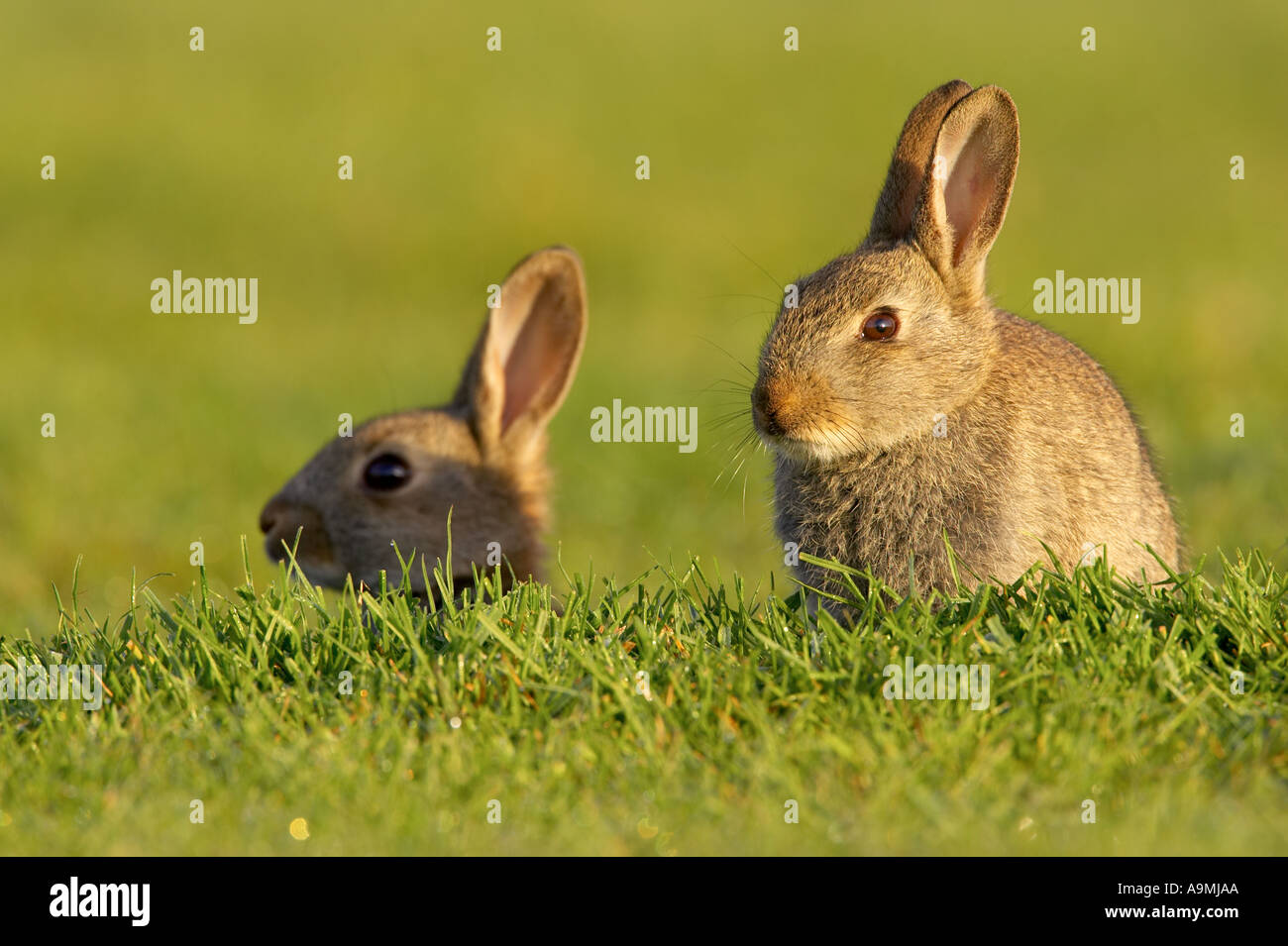 Lepus Curpaeums High Resolution Stock Photography and Images - Alamy