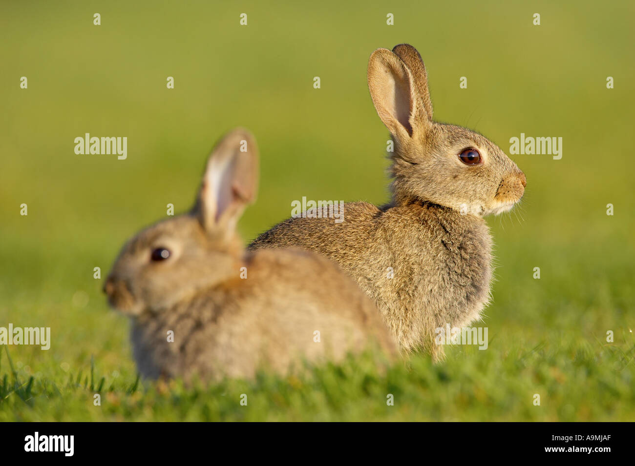 Lepus Curpaeums High Resolution Stock Photography and Images - Alamy