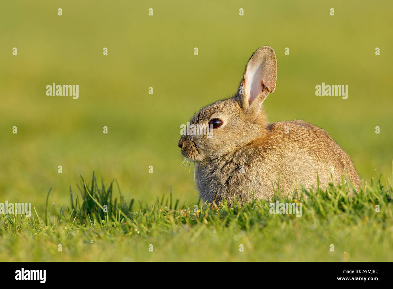 Lepus Curpaeums High Resolution Stock Photography and Images - Alamy