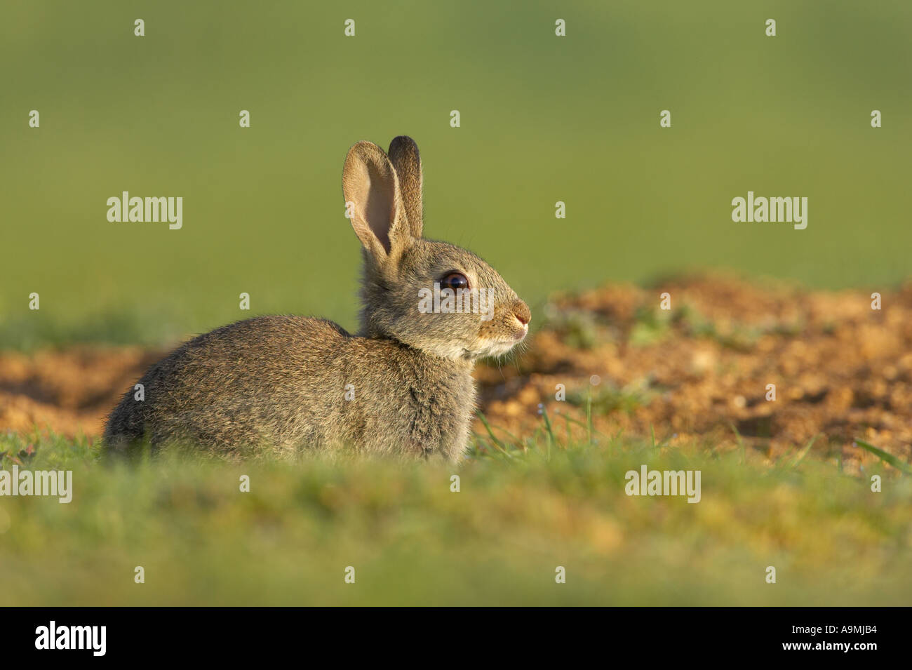Lepus Curpaeums High Resolution Stock Photography and Images - Alamy