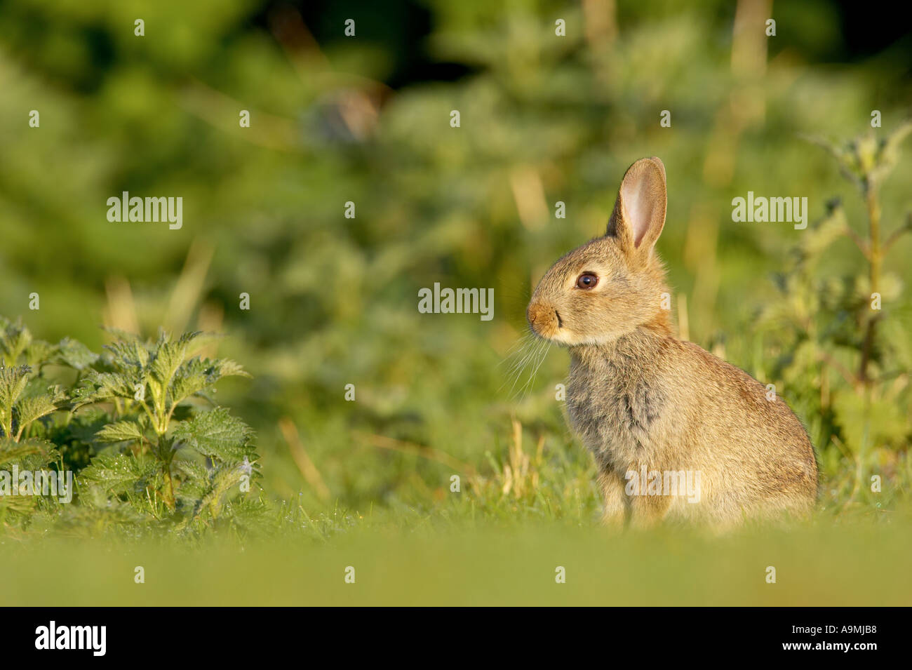 Lepus Curpaeums High Resolution Stock Photography and Images - Alamy