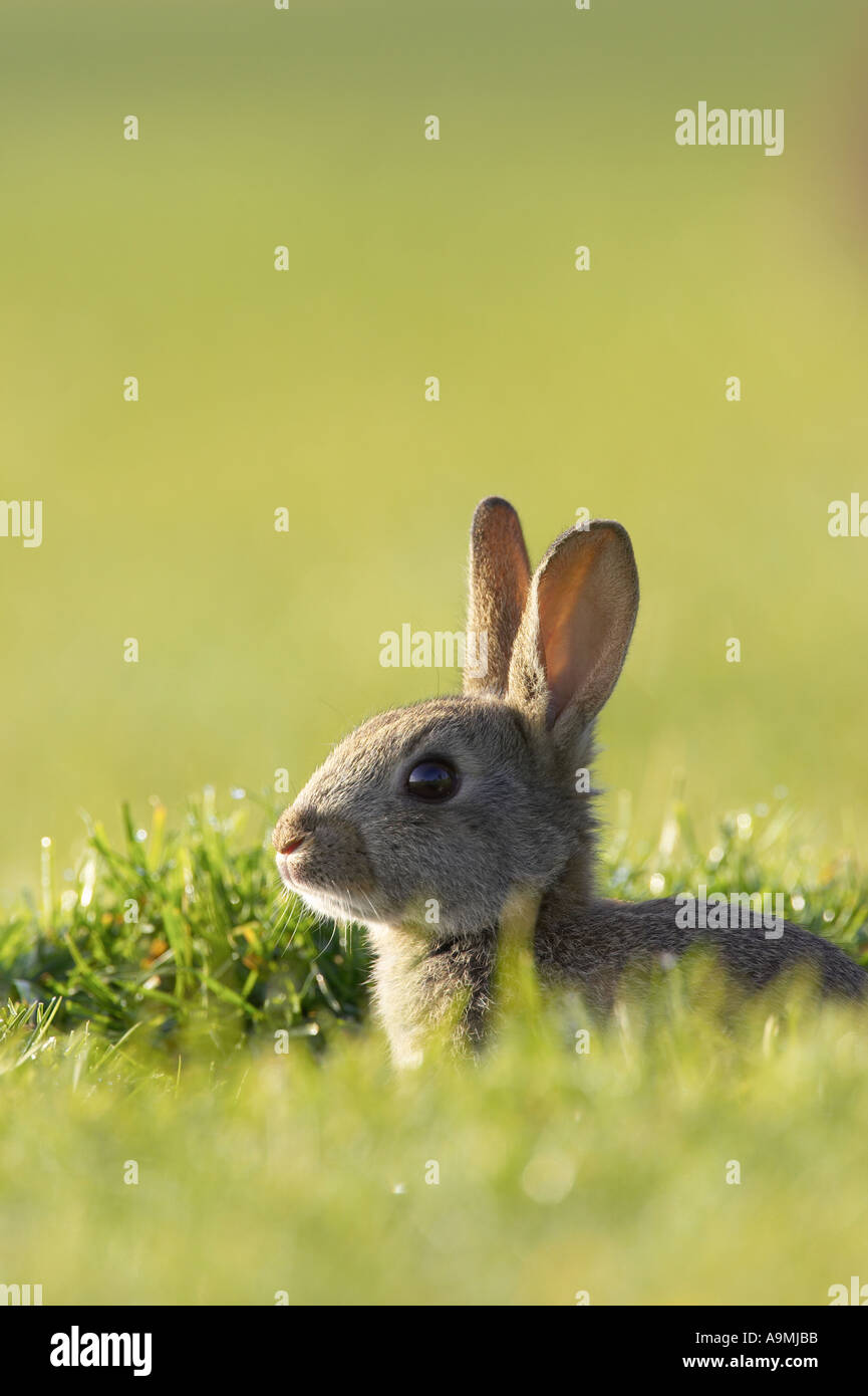 Lepus Curpaeums High Resolution Stock Photography and Images - Alamy