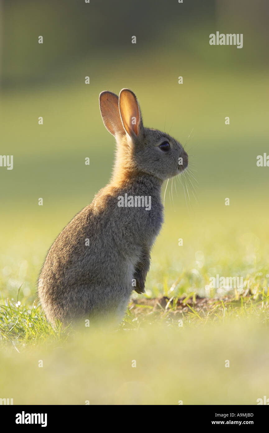 Lepus curpaeums hi-res stock photography and images - Alamy