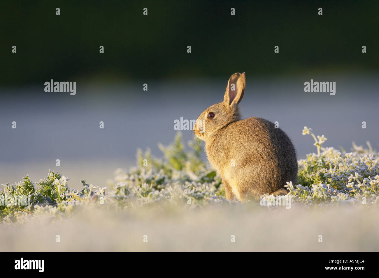 Lepus Curpaeums High Resolution Stock Photography and Images - Alamy
