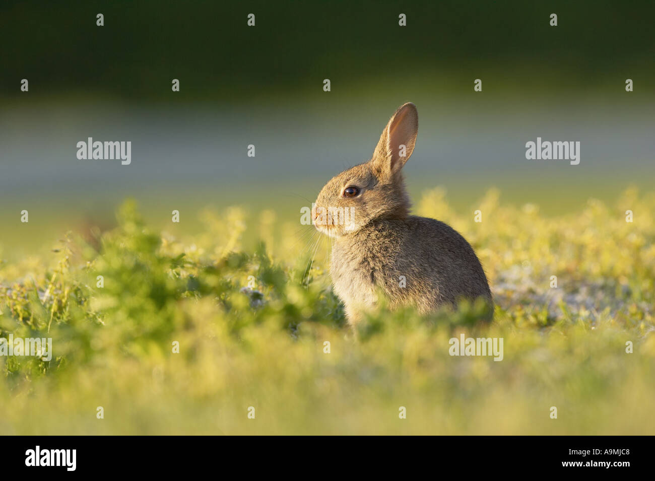 Lepus Curpaeums High Resolution Stock Photography and Images - Alamy