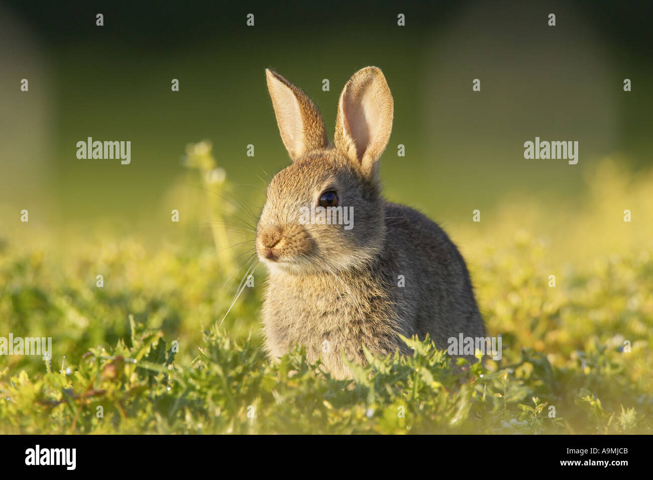 Lepus Curpaeums High Resolution Stock Photography and Images - Alamy