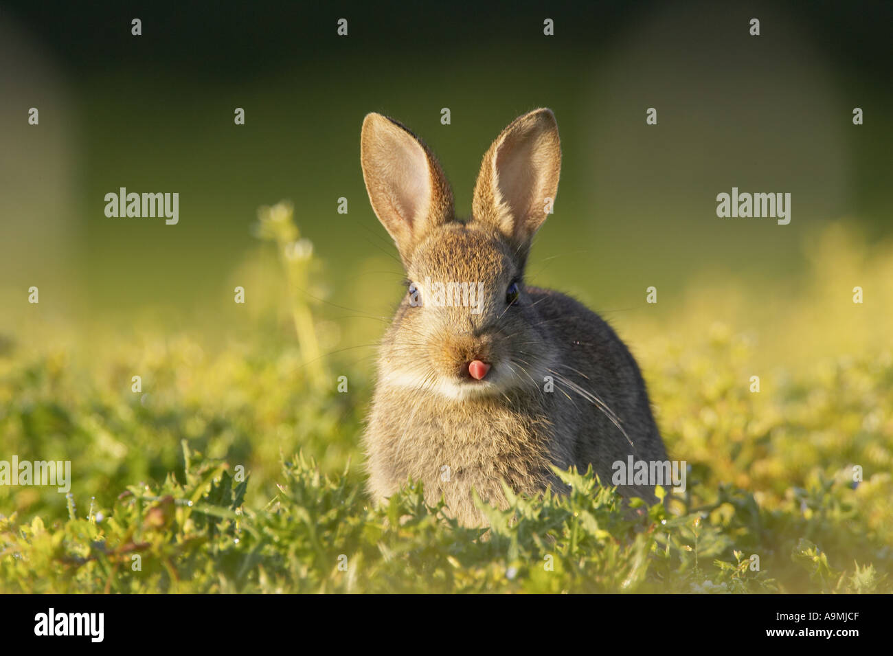 Lepus Curpaeums High Resolution Stock Photography and Images - Alamy