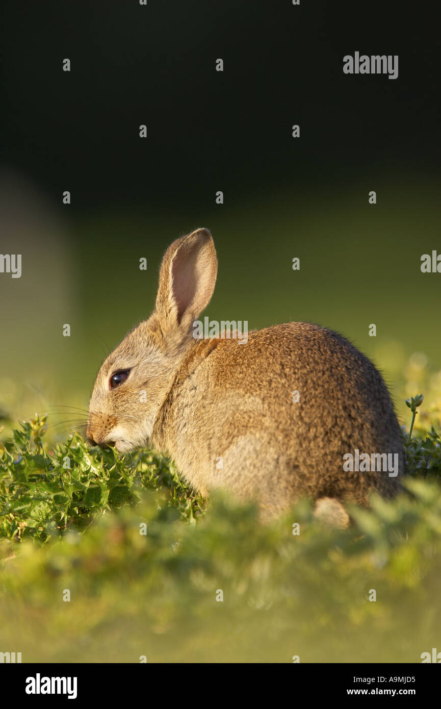Lepus Curpaeums High Resolution Stock Photography and Images - Alamy