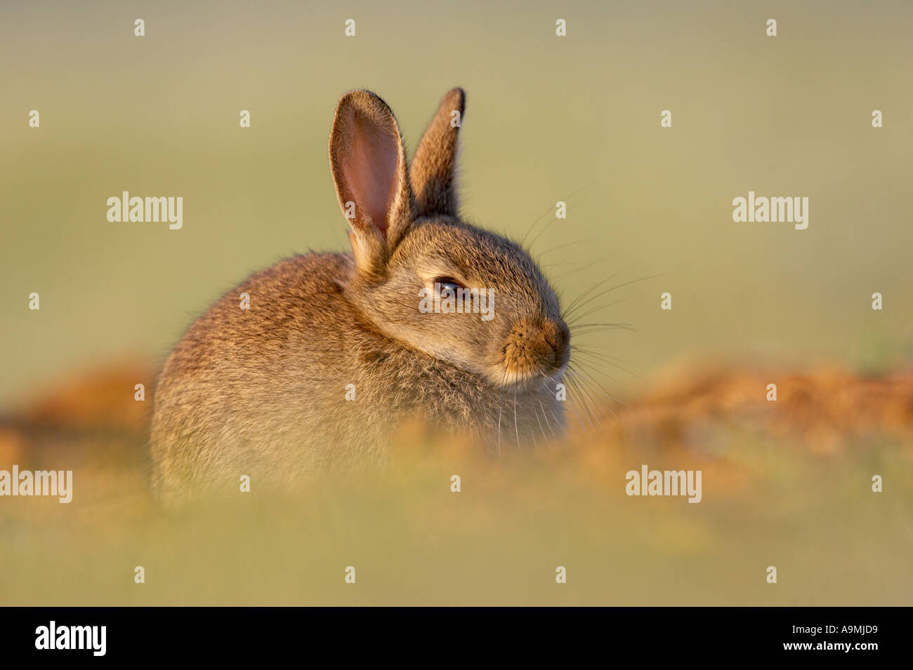 Lepus Curpaeums High Resolution Stock Photography and Images - Alamy