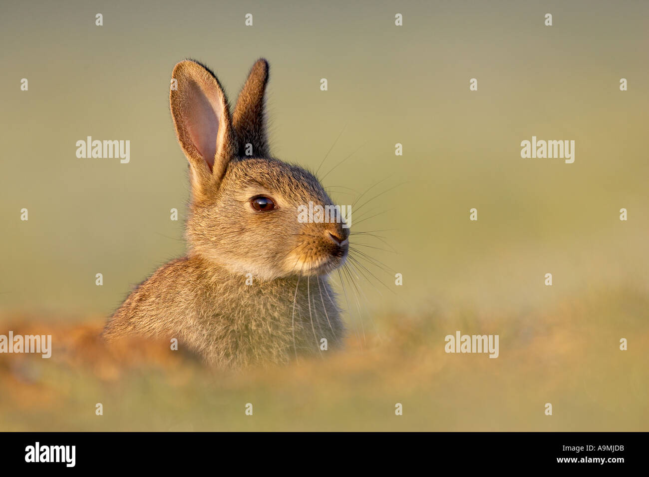 Lepus Curpaeums High Resolution Stock Photography and Images - Alamy