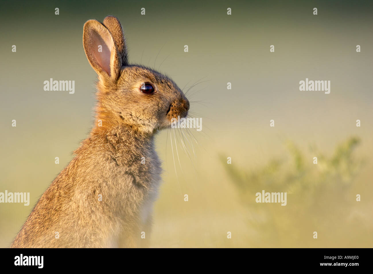Lepus curpaeums hi-res stock photography and images - Alamy