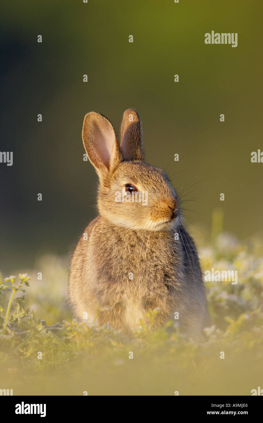 Lepus Curpaeums High Resolution Stock Photography and Images - Alamy