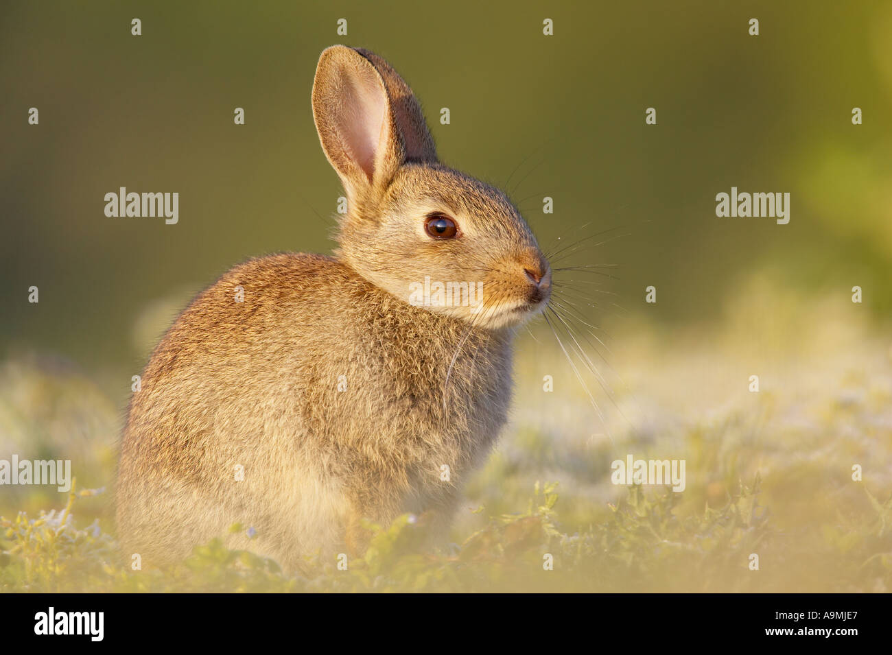 Lepus Curpaeums High Resolution Stock Photography and Images - Alamy