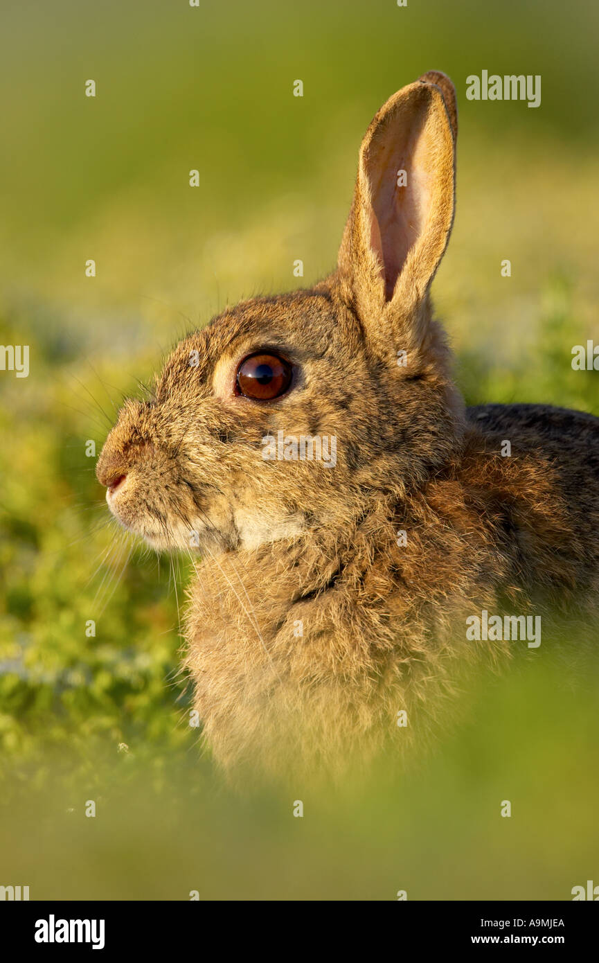 Lepus Curpaeums High Resolution Stock Photography and Images - Alamy
