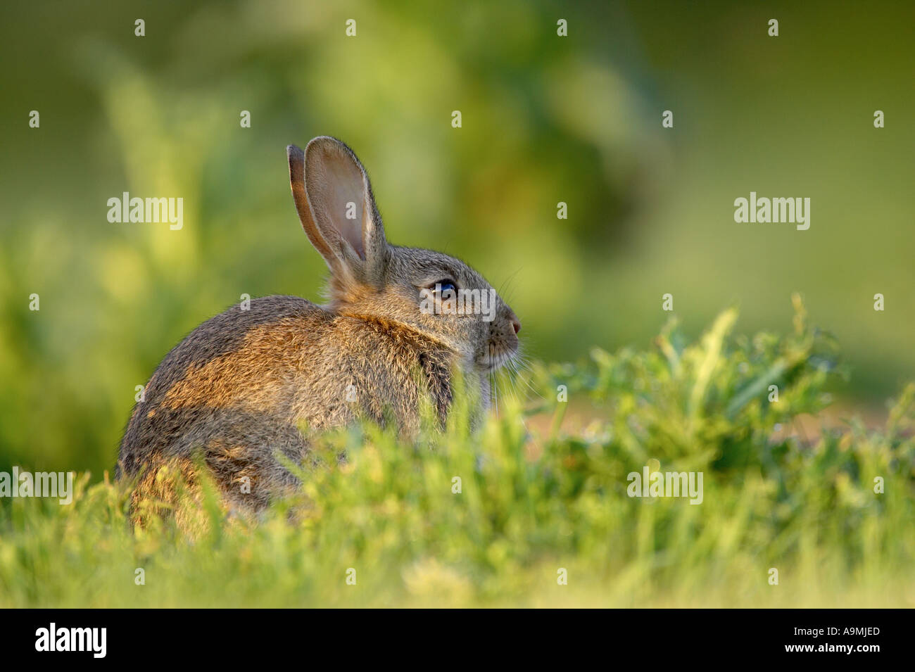 Lepus Curpaeums High Resolution Stock Photography and Images - Alamy