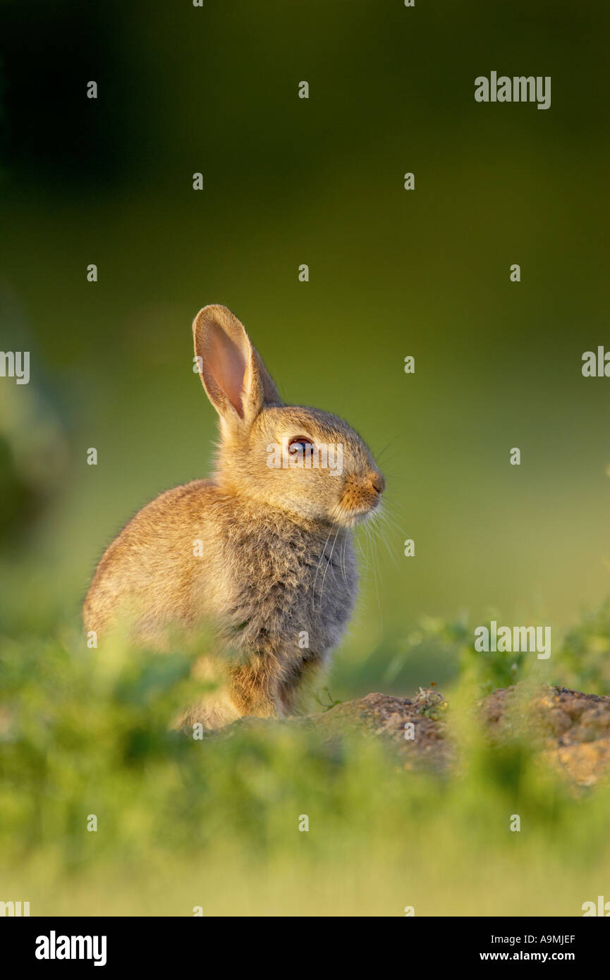 Lepus Curpaeums High Resolution Stock Photography and Images - Alamy