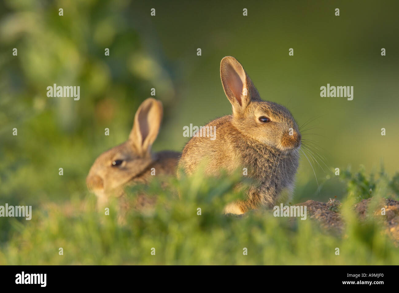 Lepus Curpaeums High Resolution Stock Photography and Images - Alamy