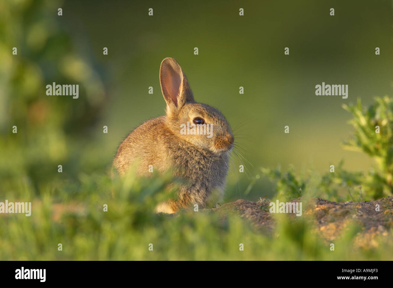 Lepus Curpaeums High Resolution Stock Photography and Images - Alamy