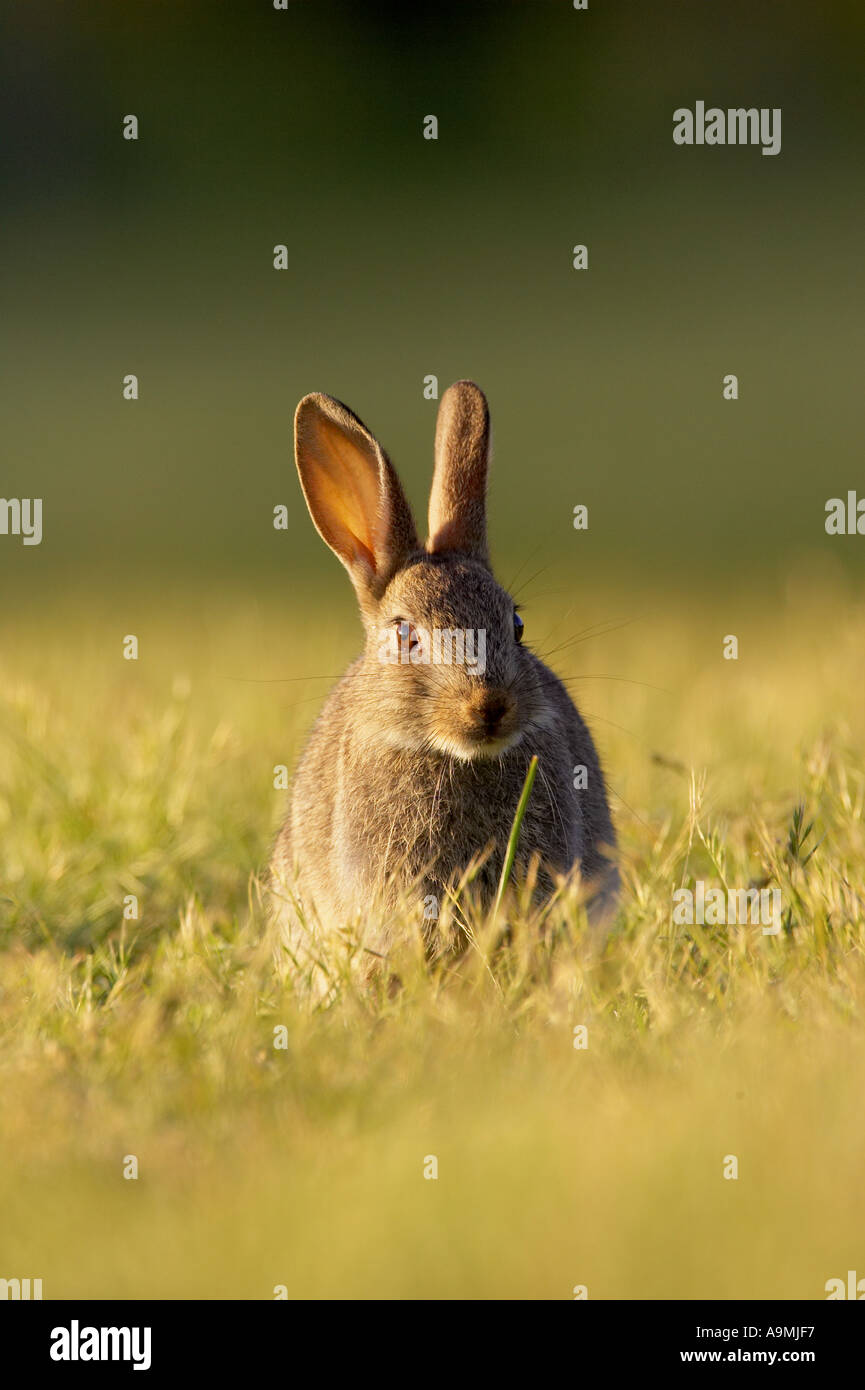 Lepus Curpaeums High Resolution Stock Photography and Images - Alamy