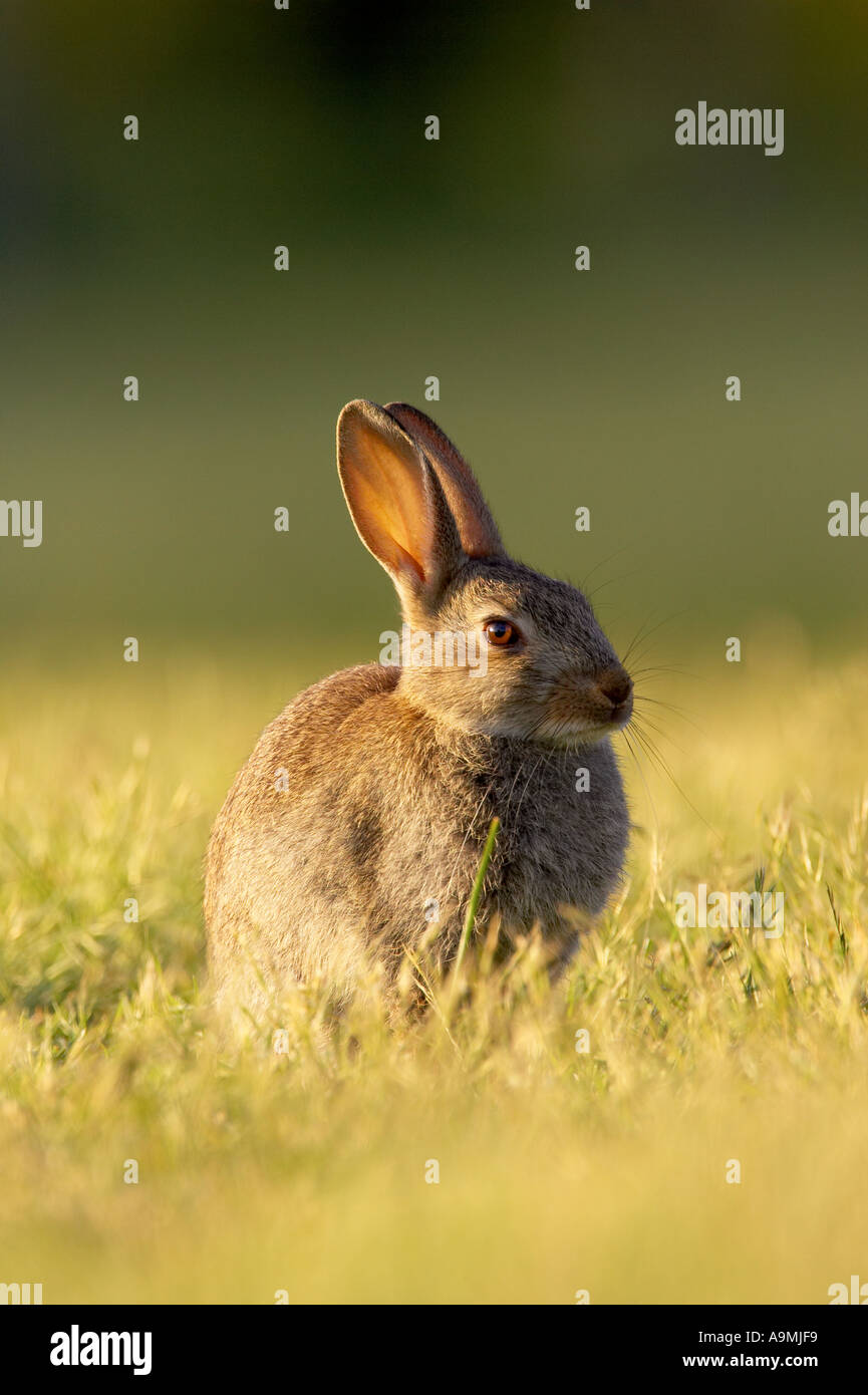 Lepus Curpaeums High Resolution Stock Photography and Images - Alamy