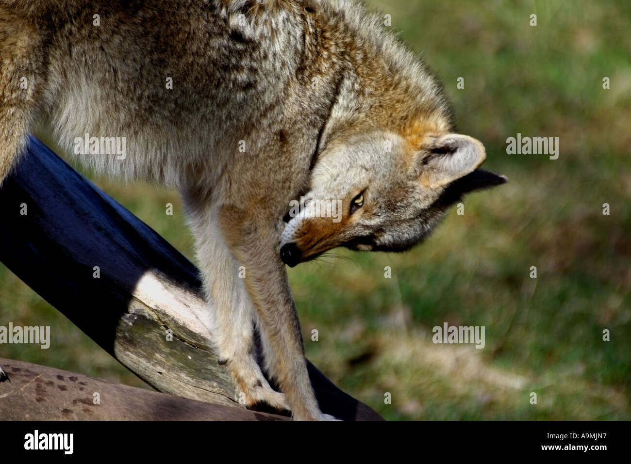 Wisconsin coyote hi-res stock photography and images - Alamy