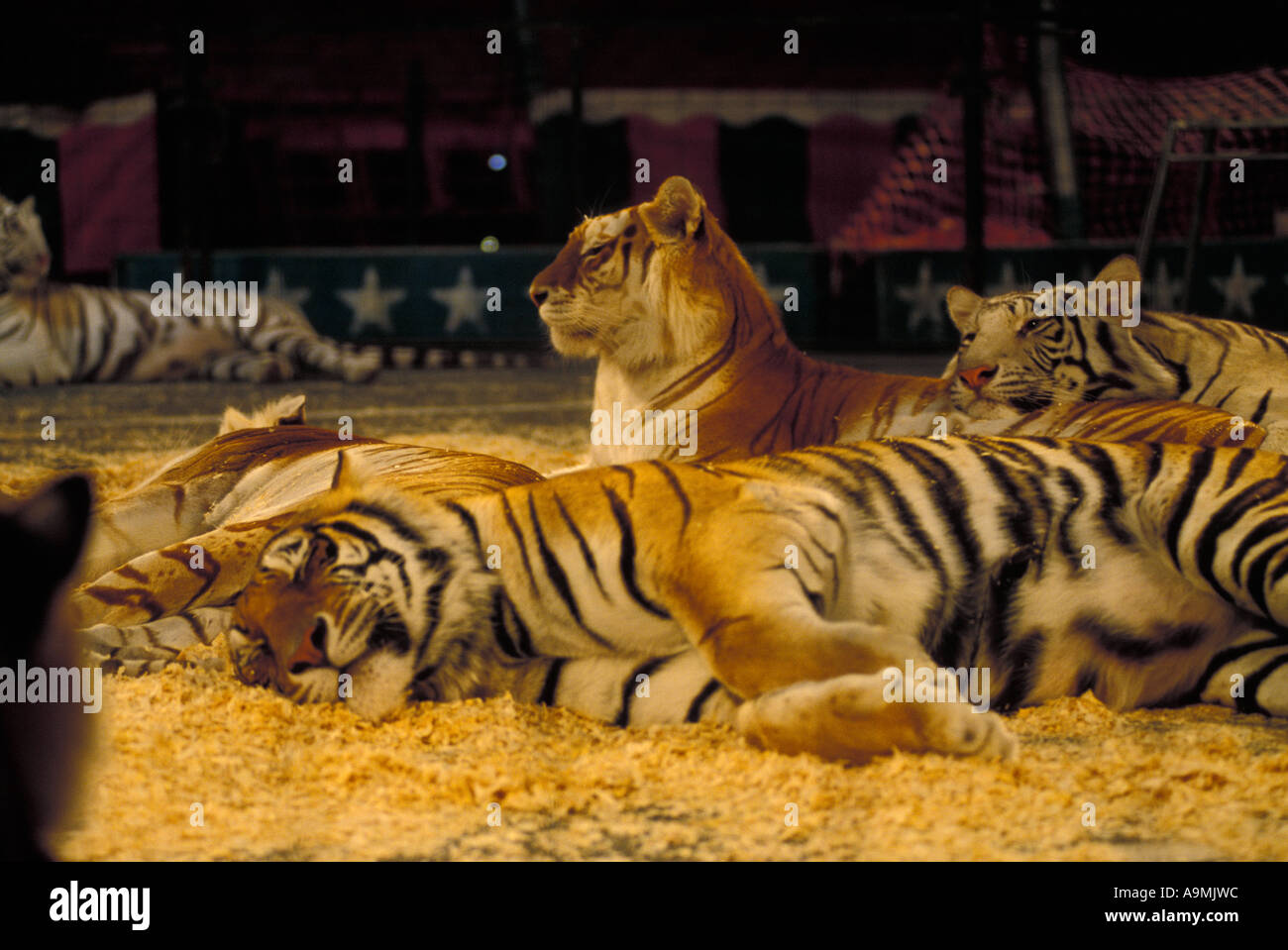 Clyde Beatty Cole Brothers Bros. Circus largest traveling show under ...