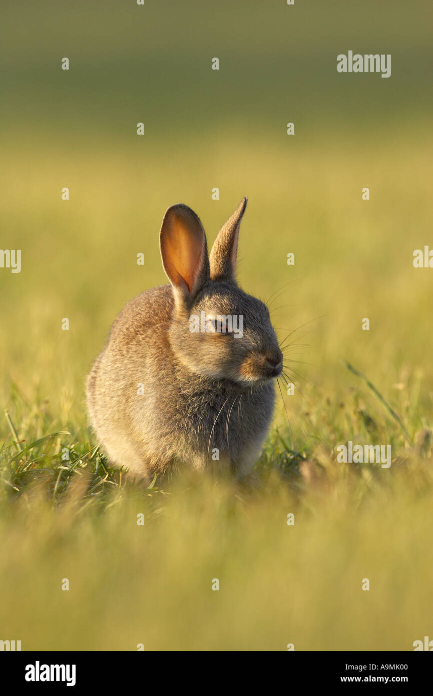 Lepus Curpaeums High Resolution Stock Photography and Images - Alamy
