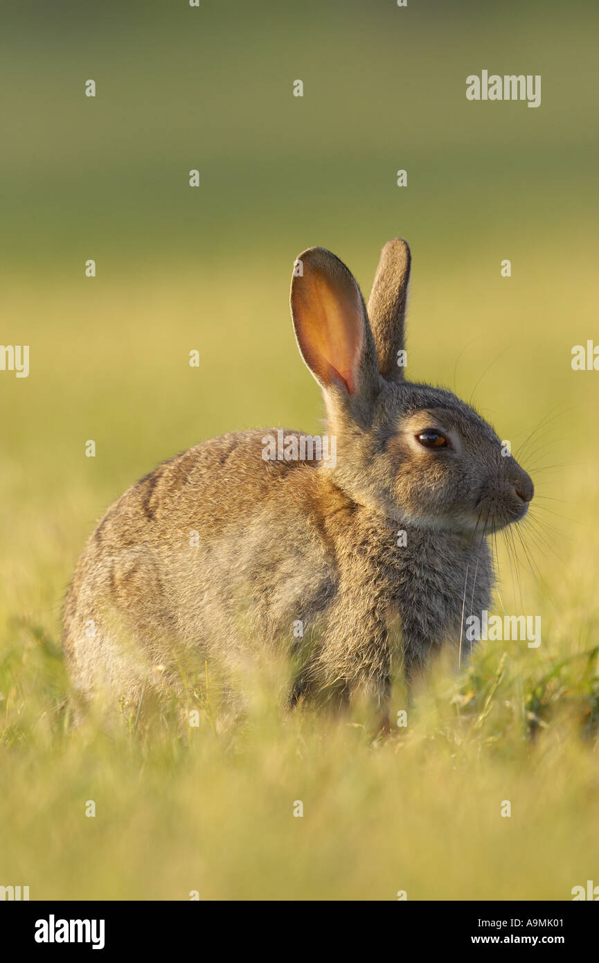 Lepus Curpaeums High Resolution Stock Photography and Images - Alamy
